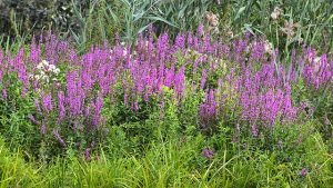 Rooting Out Invasives with Henry Homeyer - Enfield Shaker Museum