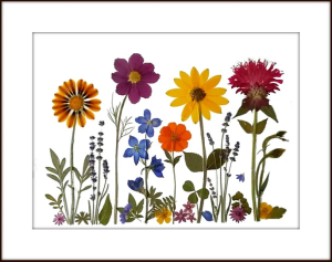 Pressed Flower Workshop with Ellie Roden - Enfield Shaker Museum